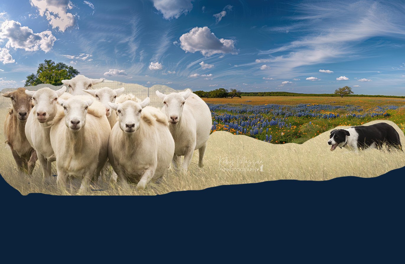 Texas Sheepdog Association